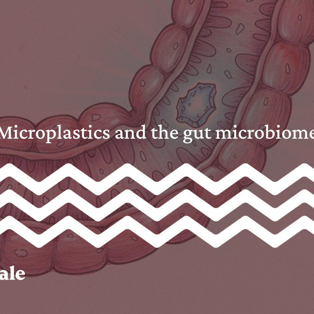 Microplastics and the gut microbiome: What do we really know? – Grale